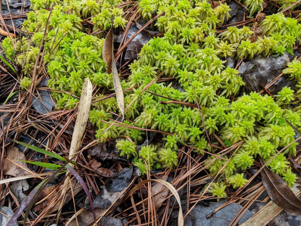 Sphagnum mosses from Craven County, NC, USA on April 06, 2019 at 09:25 ...