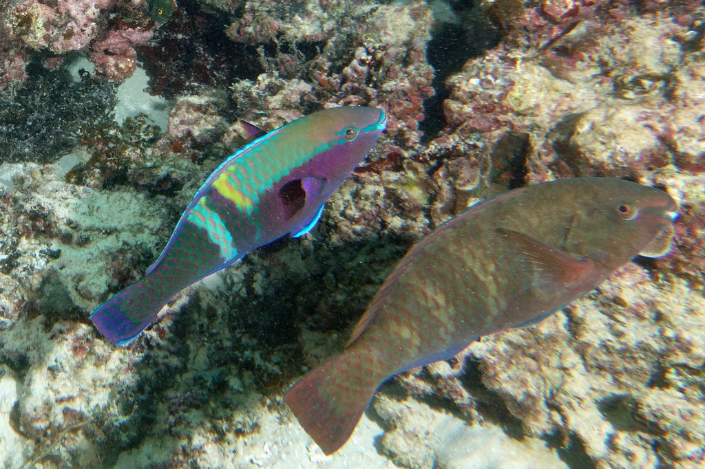 Yellowbar Parrotfish (Scarus schlegeli) - Marine Life Identification