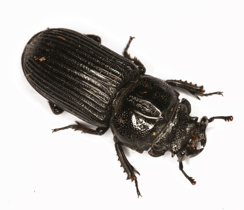 Nigidius delegorguei · iNaturalist