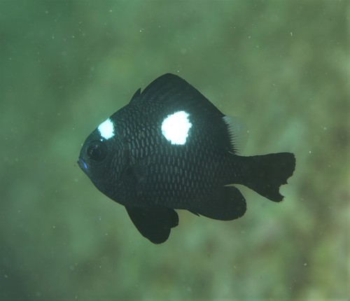 Three-spot Dascyllus (Fishes of Cabbage Tree Bay Aquatic Reserve ...