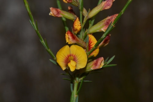 Eutaxia virgata · iNaturalist