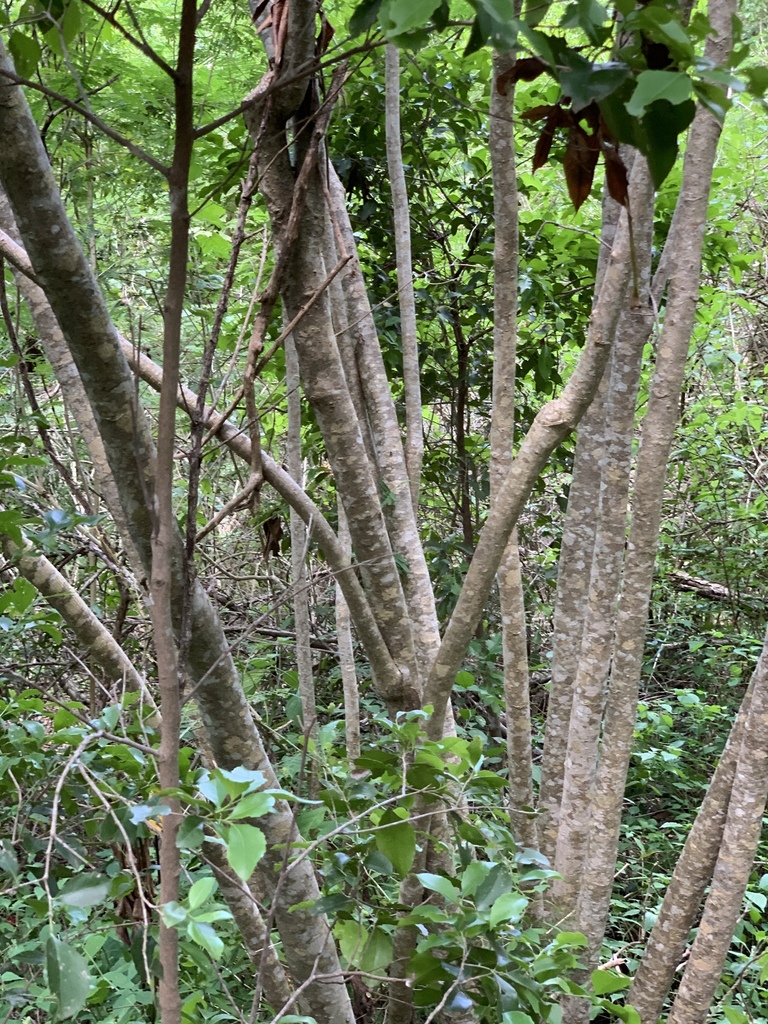 Zulu Cabbage Tree (Cussonia zuluensis) - Botanical Realm