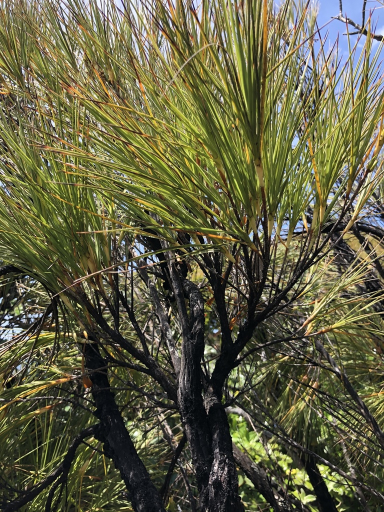 Inaka from Paterson Inlet / Whaka A Te Wera, Southland, NZ on January ...