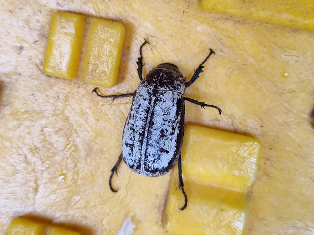 Greyback Cane Beetle from Calen QLD 4798, Australia on December 27 ...
