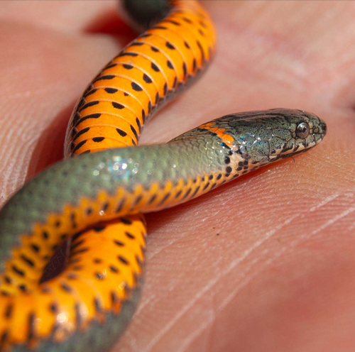 ring-necked snake (Diadophis punctatus) - Snakes and Lizards