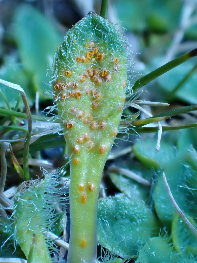 Uromyces plantaginis-variae from Old Man Range 9778, New Zealand on ...