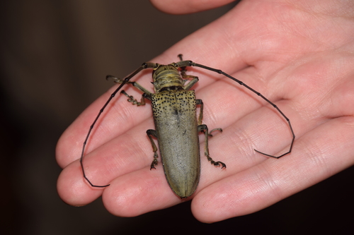 Apriona rixator · iNaturalist