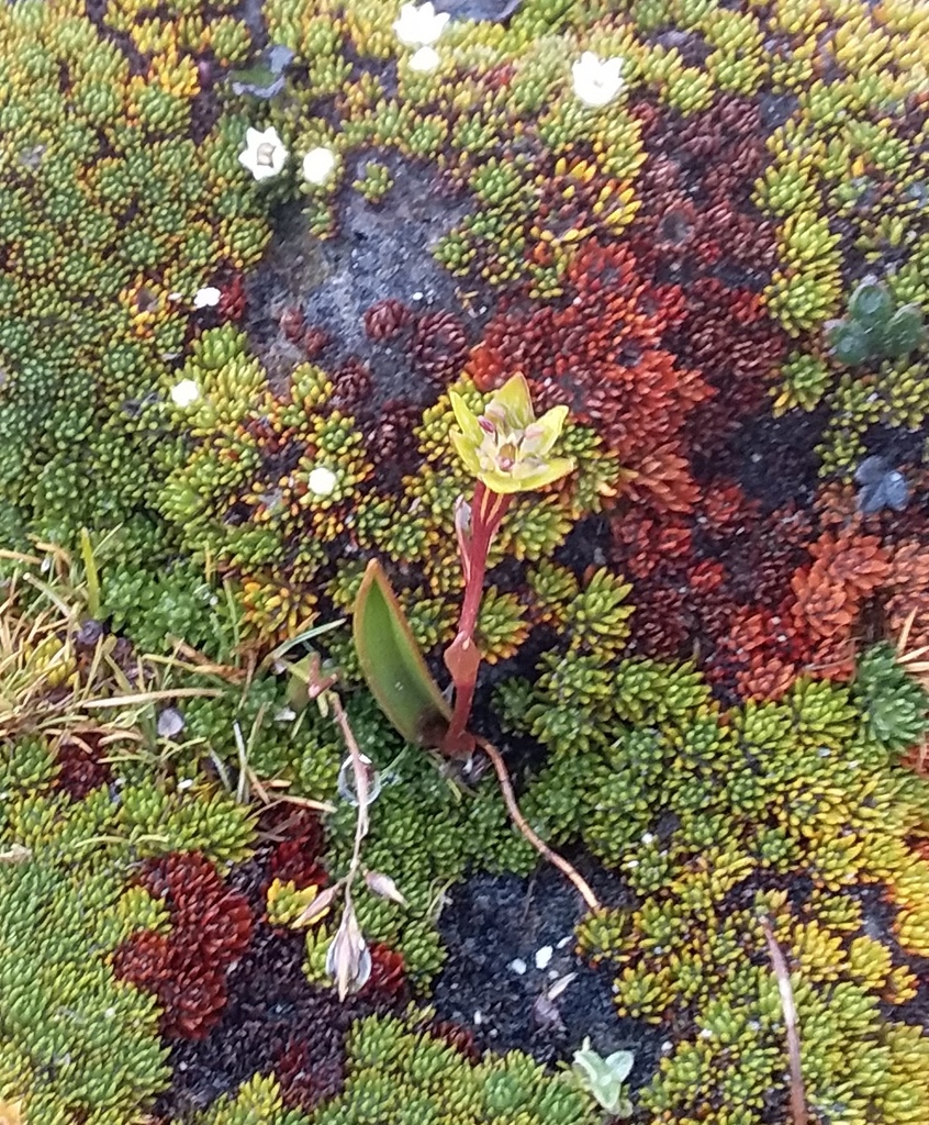 Campynema lineare from Rosebery TAS 7470, Australia on January 26, 2020 ...