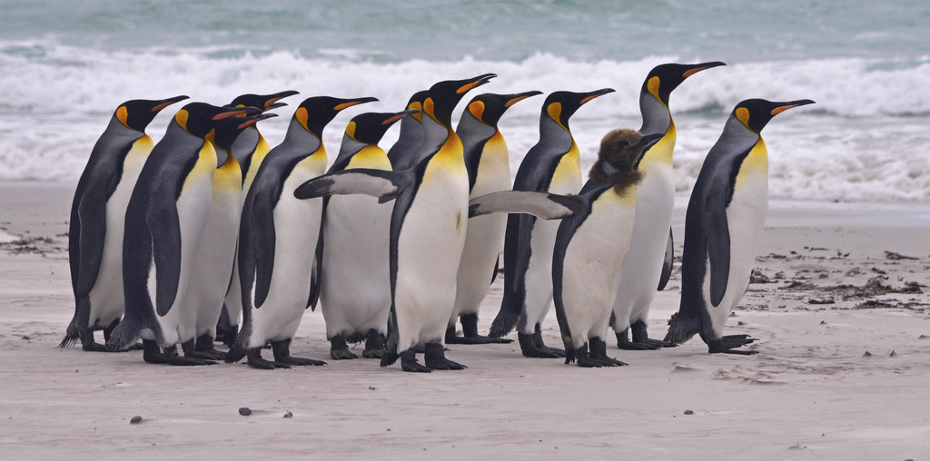 King Penguin (Osaka Aquarium Kaiyukan Animals (03/26/24 & 09/20/24 ...