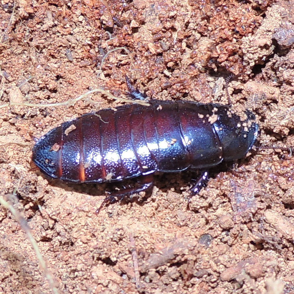 Cryptocercus darwini (Cockroaches and Termites of the United States ...