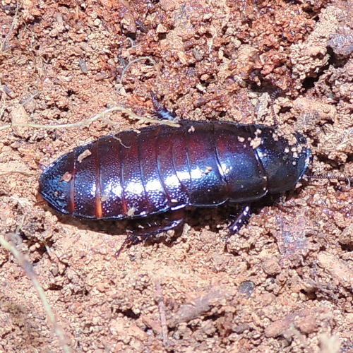 Cryptocercus darwini (世界蟑螂) · iNaturalist