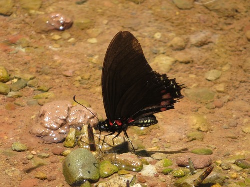 Mimoides xynias · iNaturalist