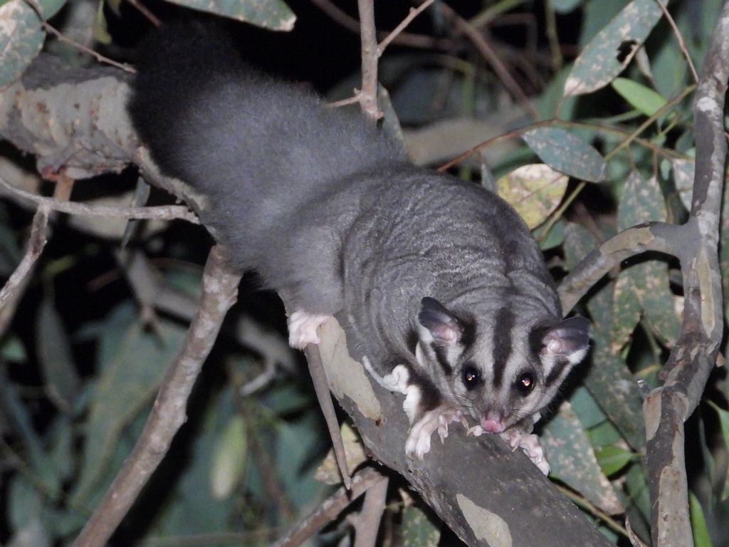 Squirrel Glider (Petaurus norfolcensis) - Know Your Mammals