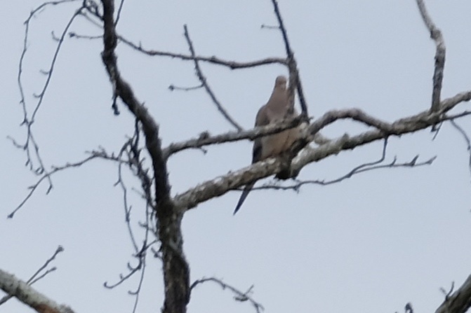 Mourning Dove from Priddy Ln, Birchwood, TN, US on January 25, 2020 at ...