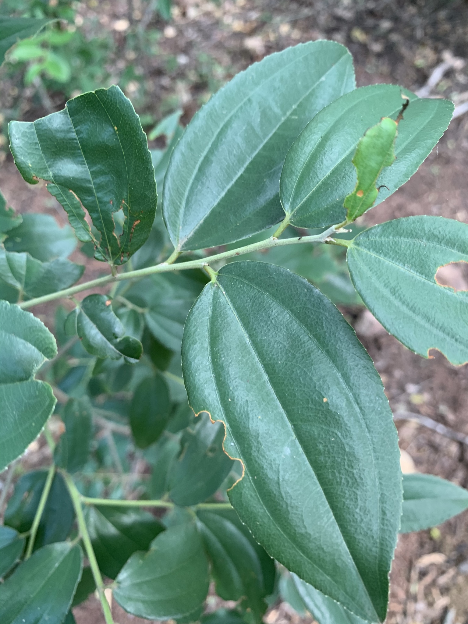Ziziphus rivularis Codd