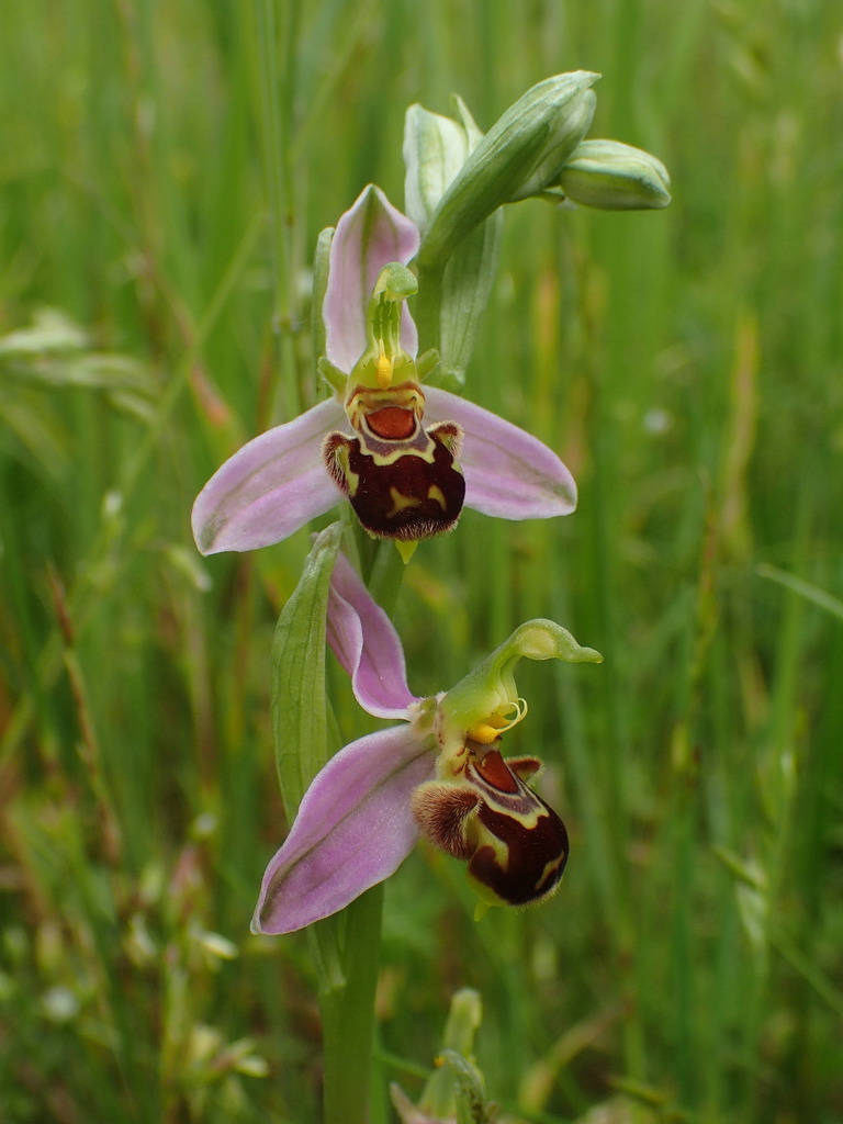 Bee Orchid (Orchidaceae La Rioja) · iNaturalist