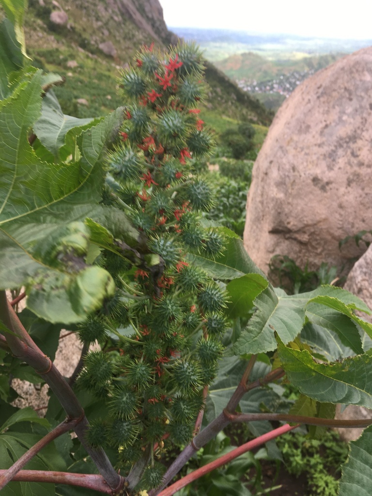 castor bean from Ndirande Forest Reserve, Blantyre, Southern Region, MW ...