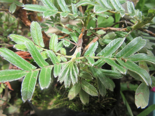 Complex Polylepis sericea · iNaturalist