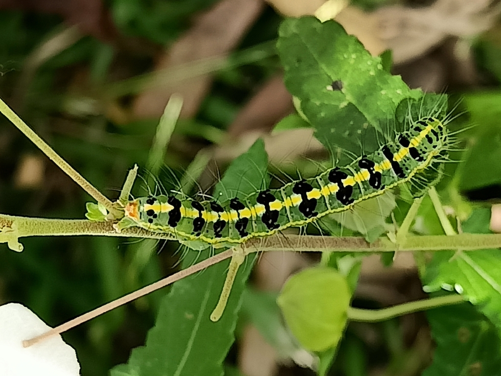 Transverse moth from Chambers Flat QLD, Australia on December 28, 2025 ...