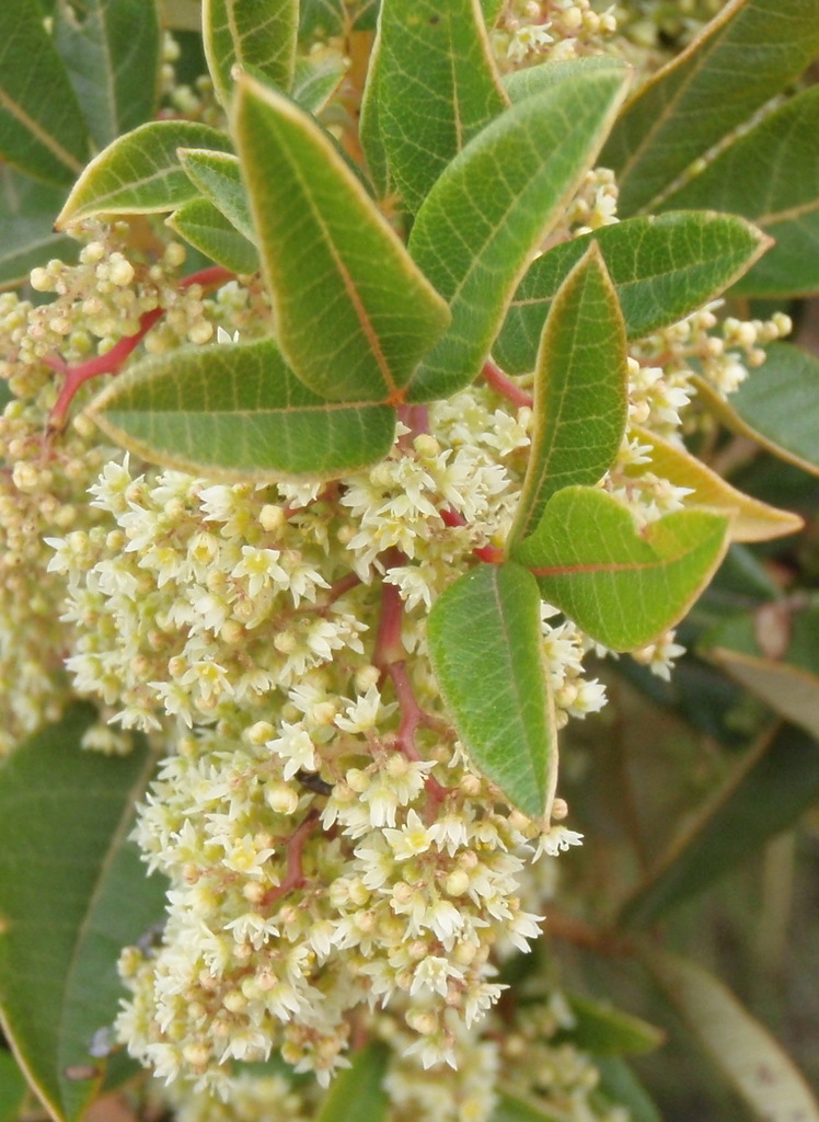 Wild currant from Kammanassie on August 28, 2010 at 02:39 PM by Nicola ...