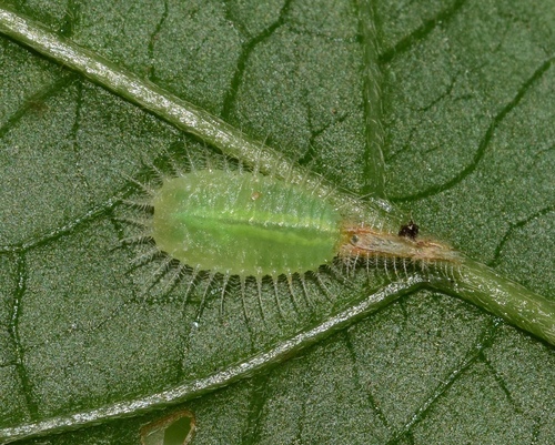 Cassida innotata · NaturaLista Colombia