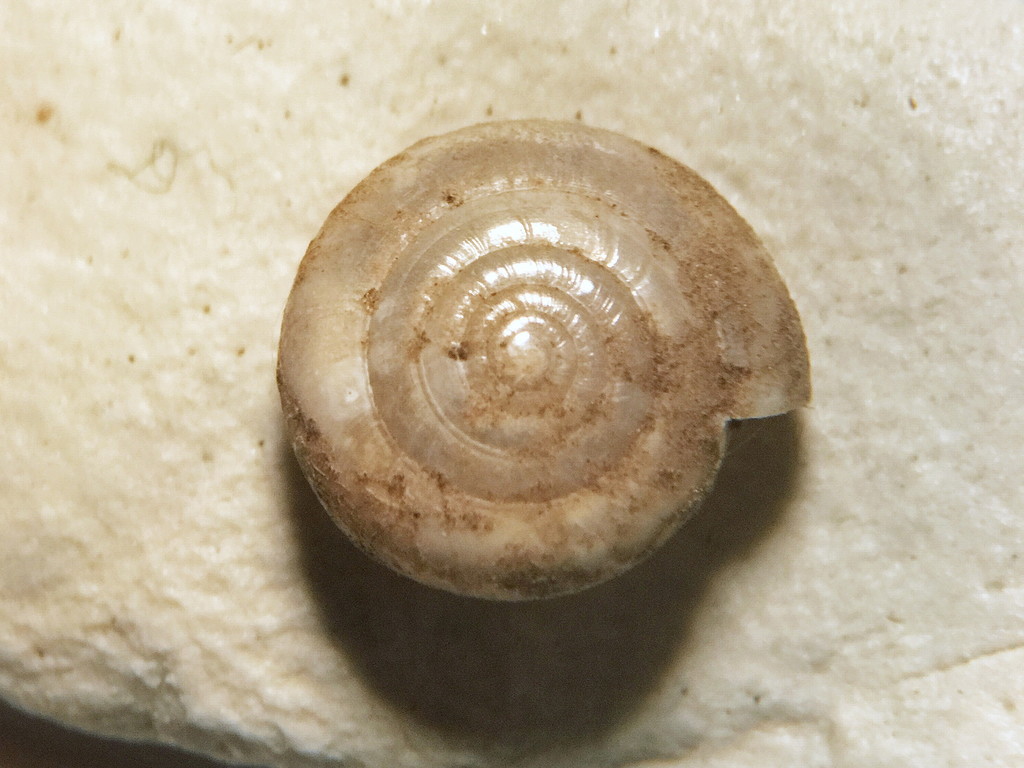 Dimple Supercoil Snail (Soft-Bodied Animals of Appalachia) · iNaturalist