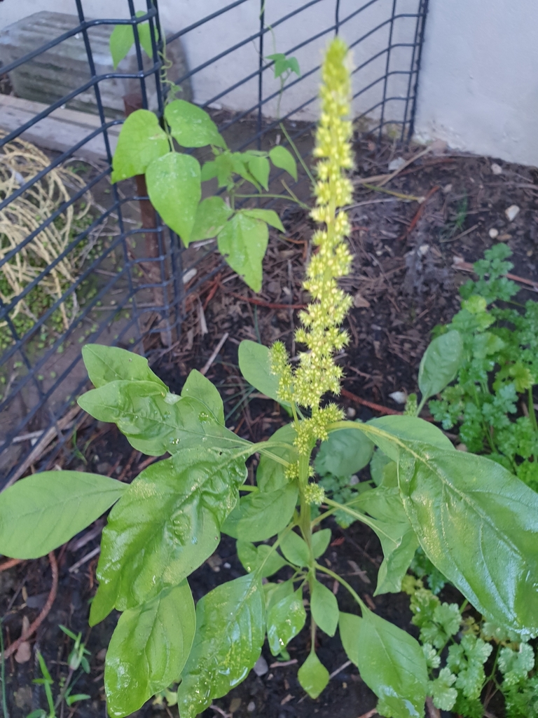 green callaloo amaranth from Loerie Park, George, 6529, South Africa on ...