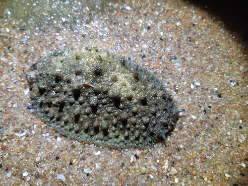 Peronia madagascarensis · iNaturalist