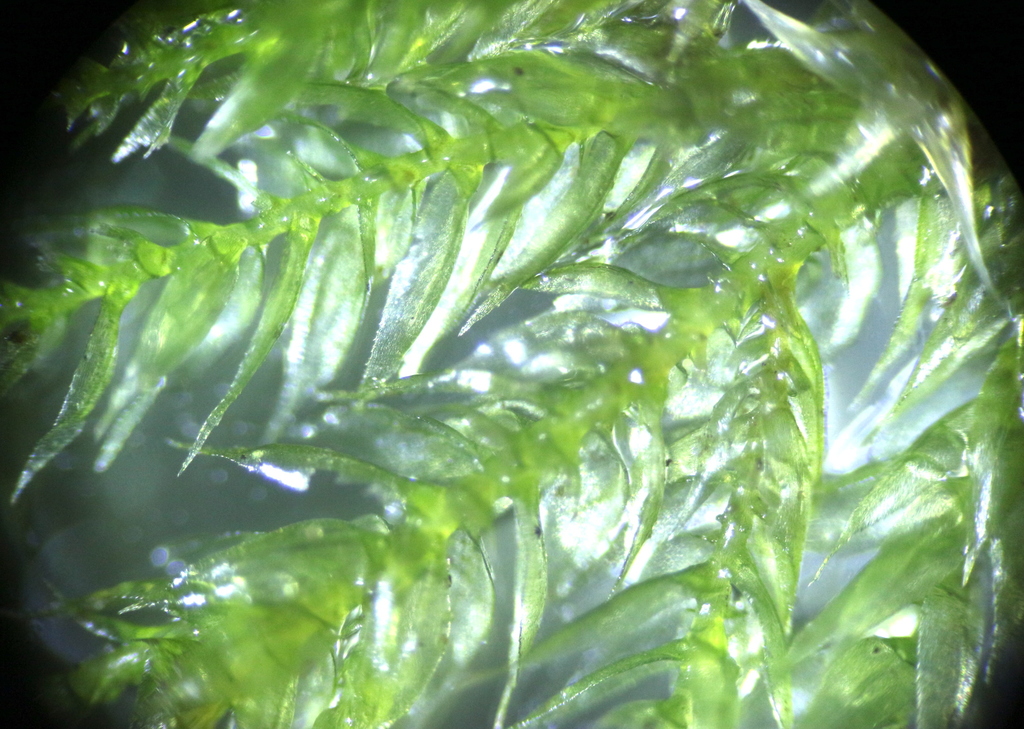 Mouse-tail Moss (Pseudisothecium myosuroides) - Botanical Realm