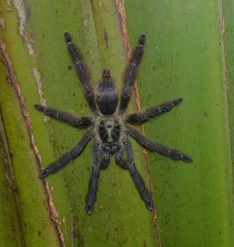 Orange Tree Spiders (Tarantula guide of the World) · iNaturalist