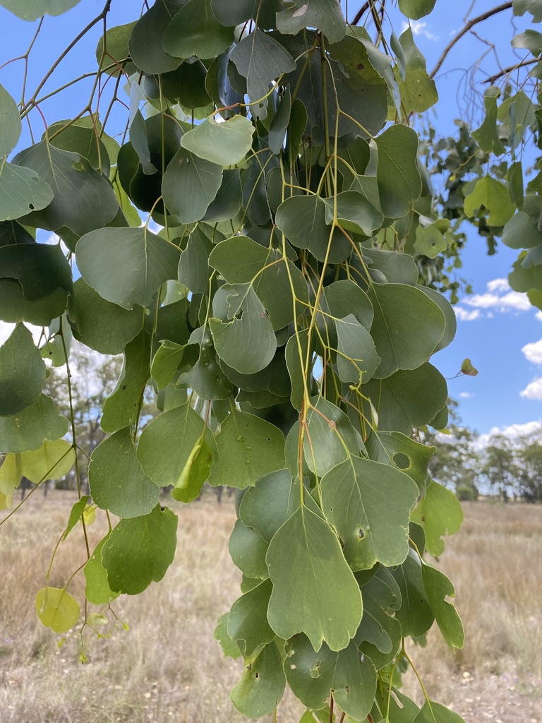 Poplar Box from Nandi QLD 4405, Australia on December 26, 2025 at 11:50 ...
