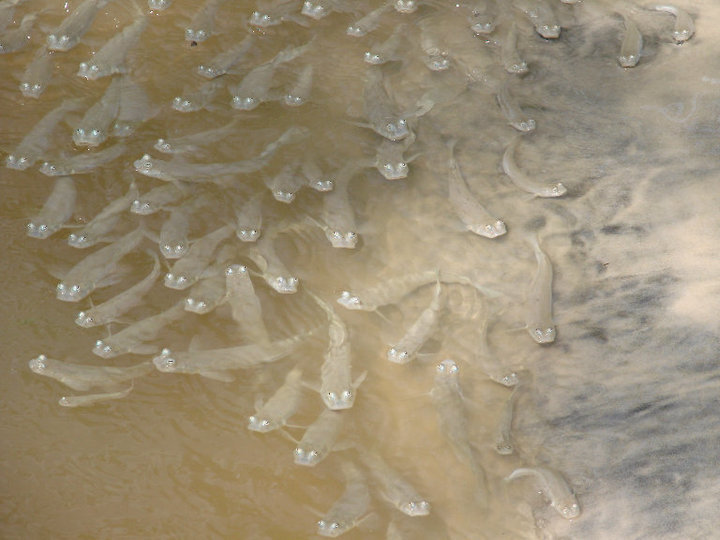 Anableps anableps (Linnaeus, 1758)