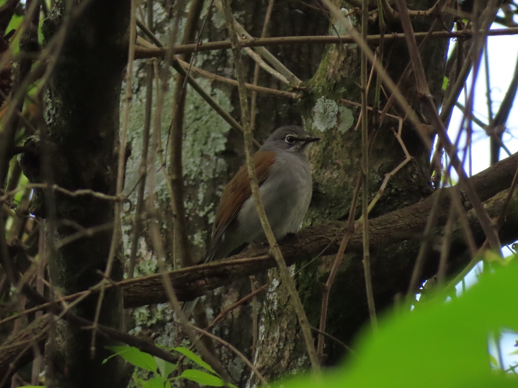 Brown-backed Solitaire from 51260 San Jerónimo, Méx., México on ...