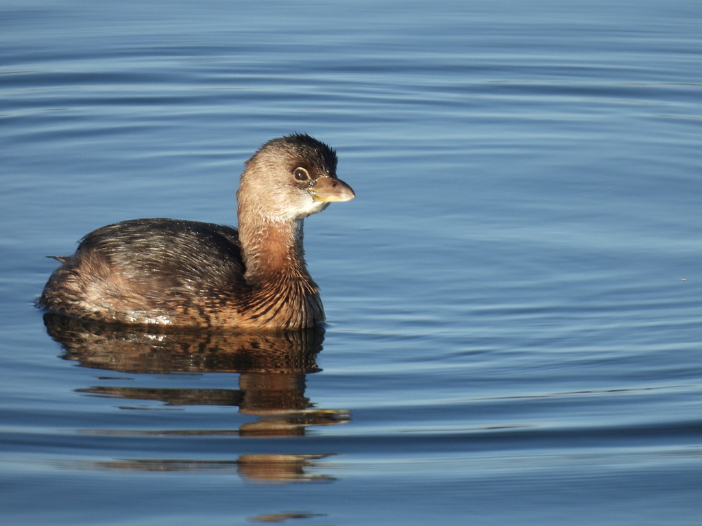 Pied-billed Grebe from Mountain View, CA, USA on December 27, 2025 at ...