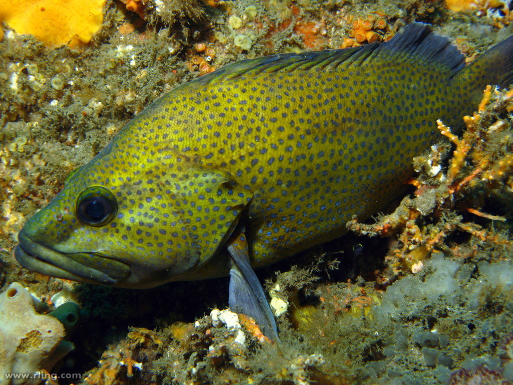 Eastern Wirrah (Fish of Coogee Beach) · iNaturalist