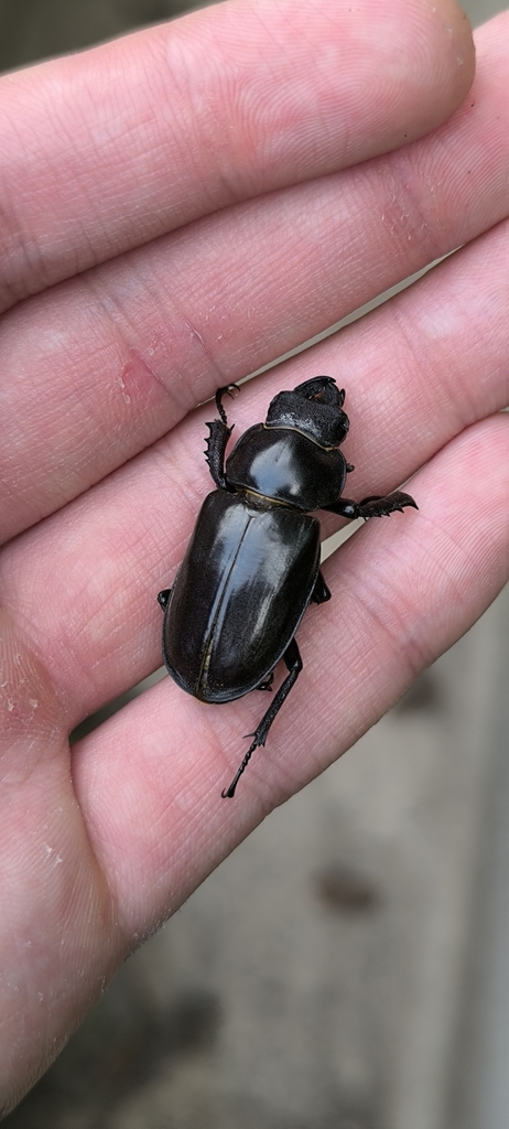 Lucanus dybowski from 吉林省吉林市蛟河市民主 on June 26, 2025 at 02:18 PM by 宋乾宇 ...