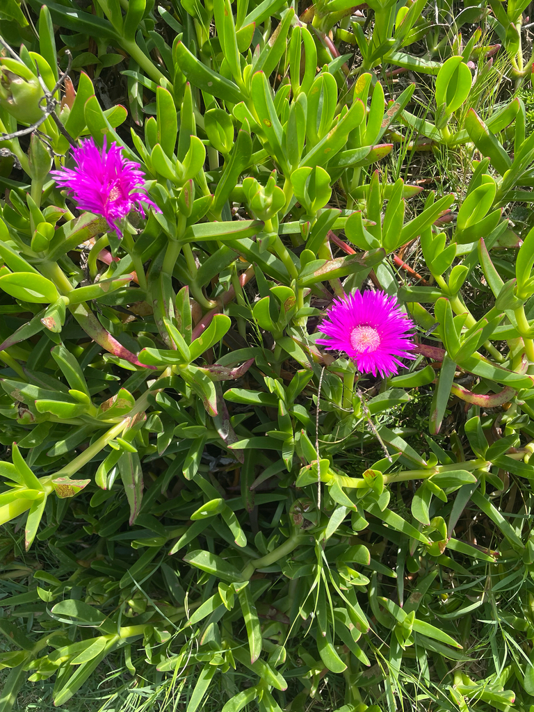 Delicious Sourfig from Strandloper Trail, Komga, Eastern Cape, ZA on ...
