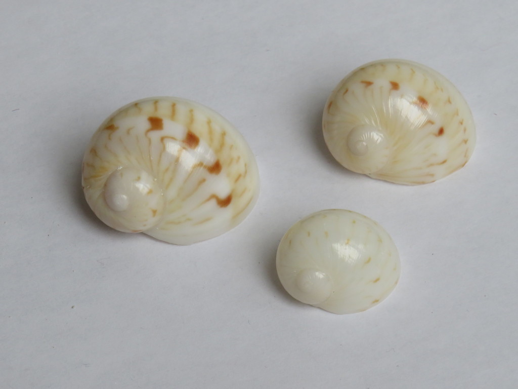 Colorful Moon Snail from Sancti Spiritus, Cuba on February 06, 2019 at ...