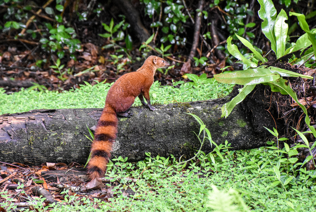 Ring-tailed Vontsira from Montagne d'Ambre National Park, Joffreville ...