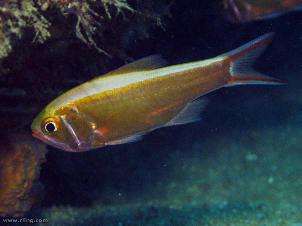 Violet Roughy (Optivus agastos) - Marine Life Identification