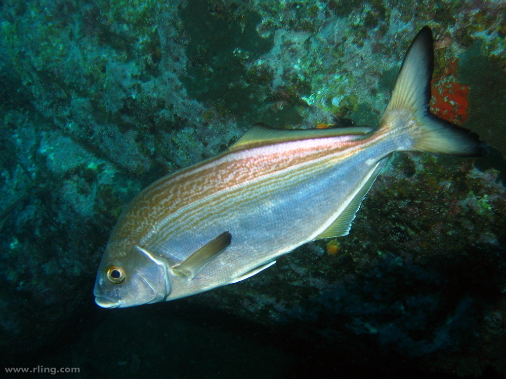 Bastard Trumpeter (Latridopsis forsteri) - Marine Life Identification