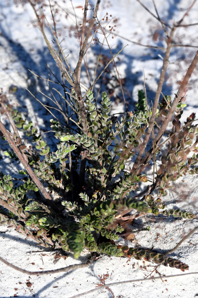 Nodding Pinweed from Placid Lakes, FL 33852, USA on December 26, 2025 ...