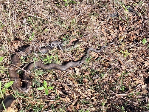 Sand Snakes (Psammophiidae) - Snakes and Lizards