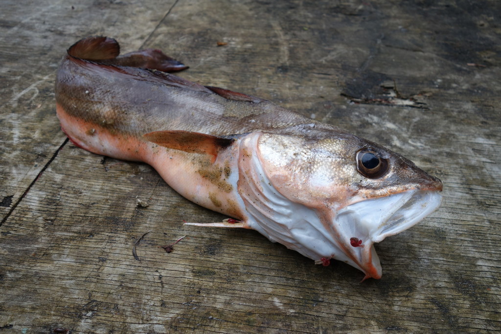 Red cod (Pseudophycis bachus) - Marine Life Identification