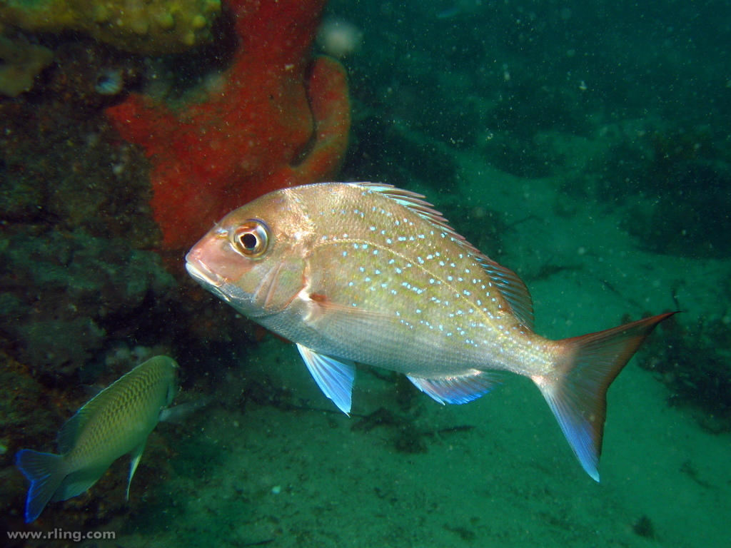 Australasian Snapper from Fly Point, Port Stephens, NSW on April 03 ...