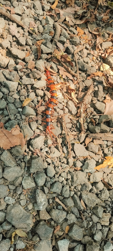 Indian Tiger Centipede from Phansad Wildlife Sanctuary, Murud, Roha ...