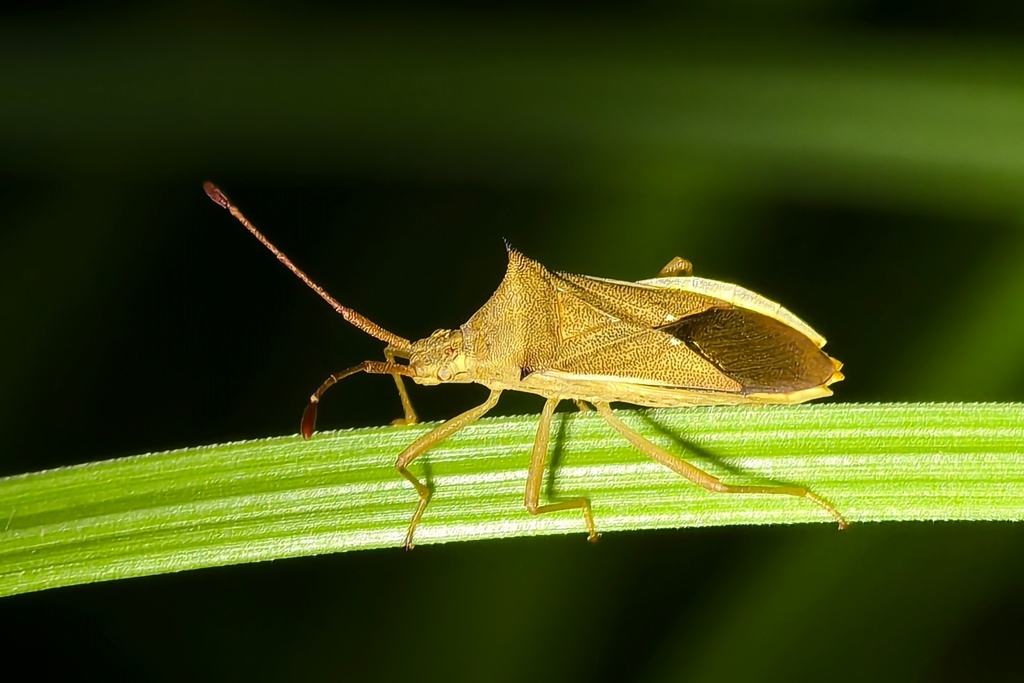 Cletus punctiger from 中国上海市浦东新区后滩周家渡 邮政编码: 200126 on July 15, 2025 at ...