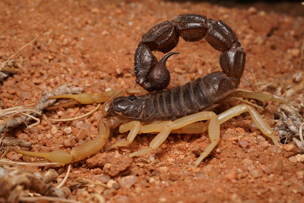 Burrowing Thicktail Scorpion from Landsberg Campsites, Farm Landsberg ...