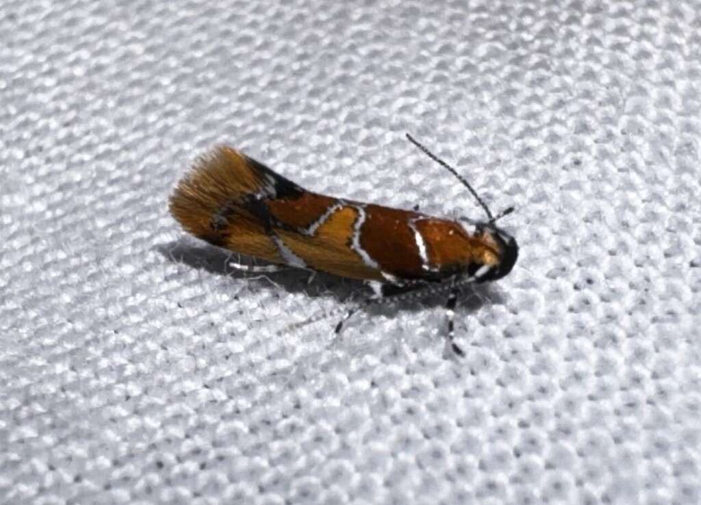 Orange-headed Callima Moth from Cabin Dr. SE, Monte Sano St. Park ...