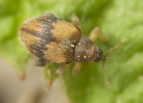 Rhynchaenus lonicerae · iNaturalist